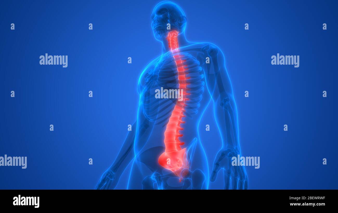 La colonna vertebrale di scheletro umano anatomia del sistema Foto ...