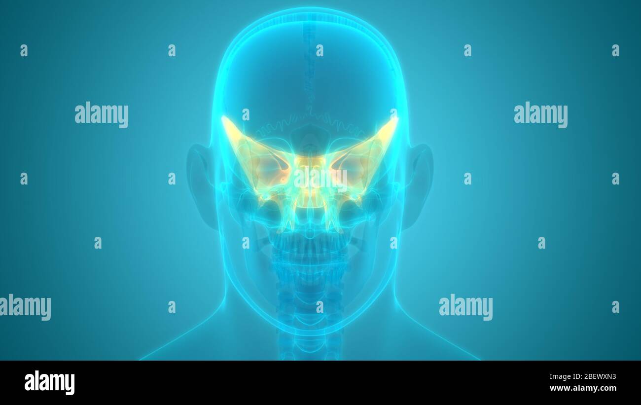 Sistema del scheletro umano parti ossee del cranio Anatomia Foto stock ...
