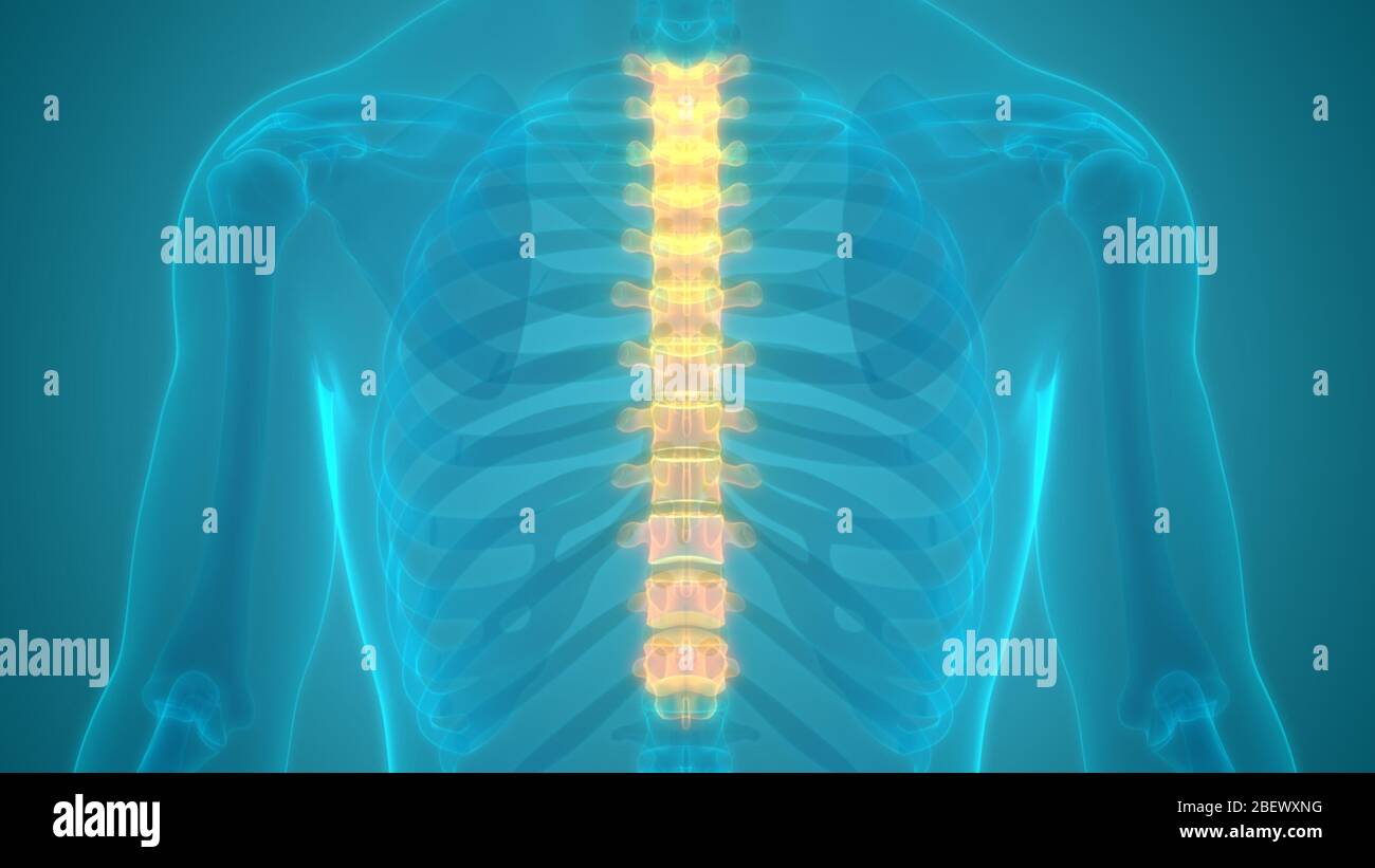 La colonna vertebrale vertebra toracica dello scheletro umano anatomia ...