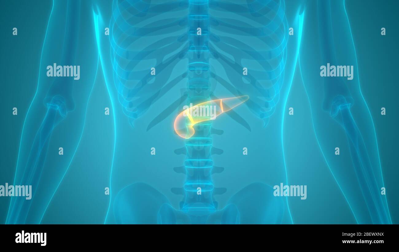 Apparato digerente interno umano organi pancreatici Anatomia Foto stock ...