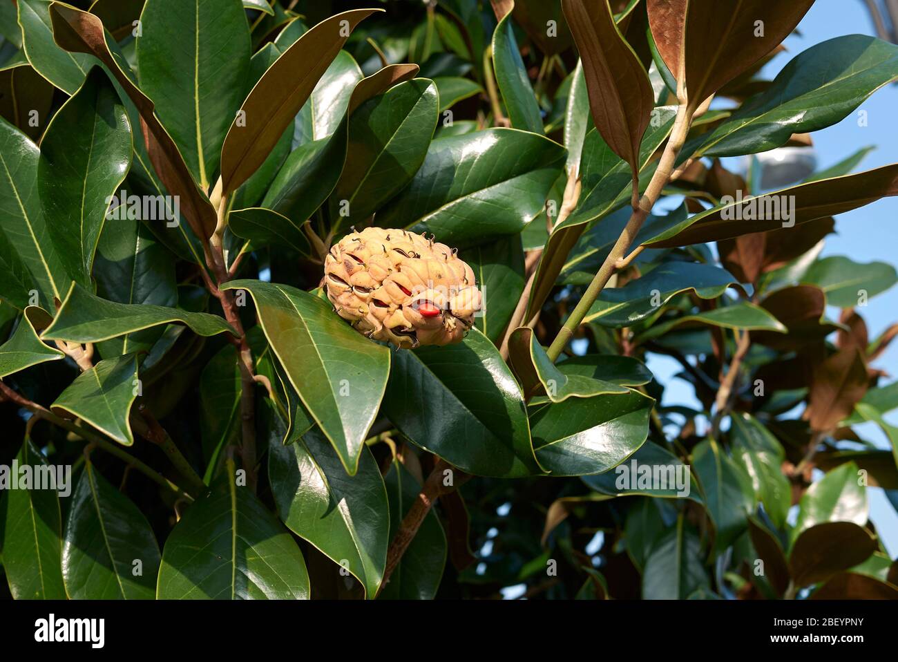 Frutto di una sempreverde magnolia magnolia grandiflora immagini e ...