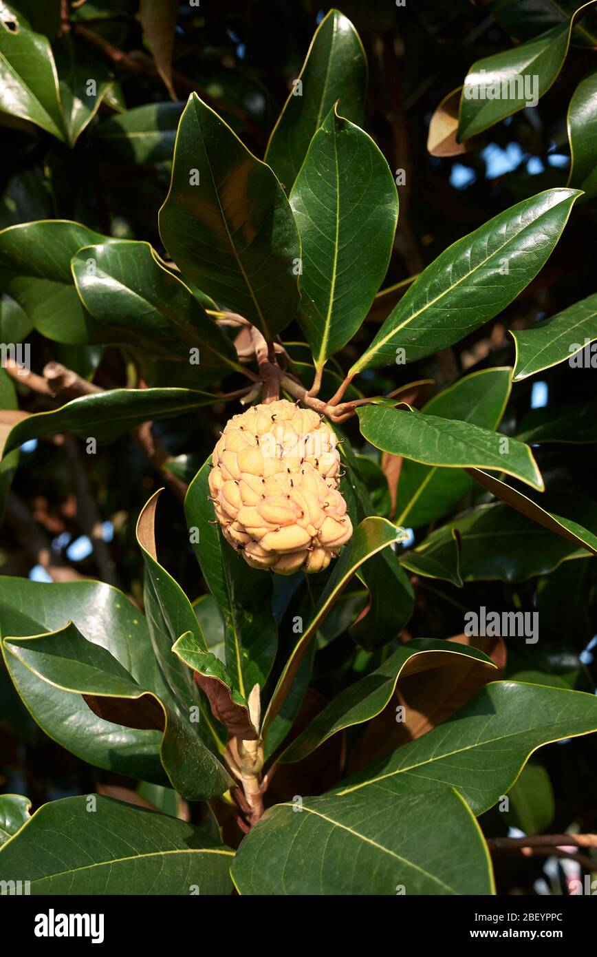Frutto di una sempreverde magnolia magnolia grandiflora immagini e ...