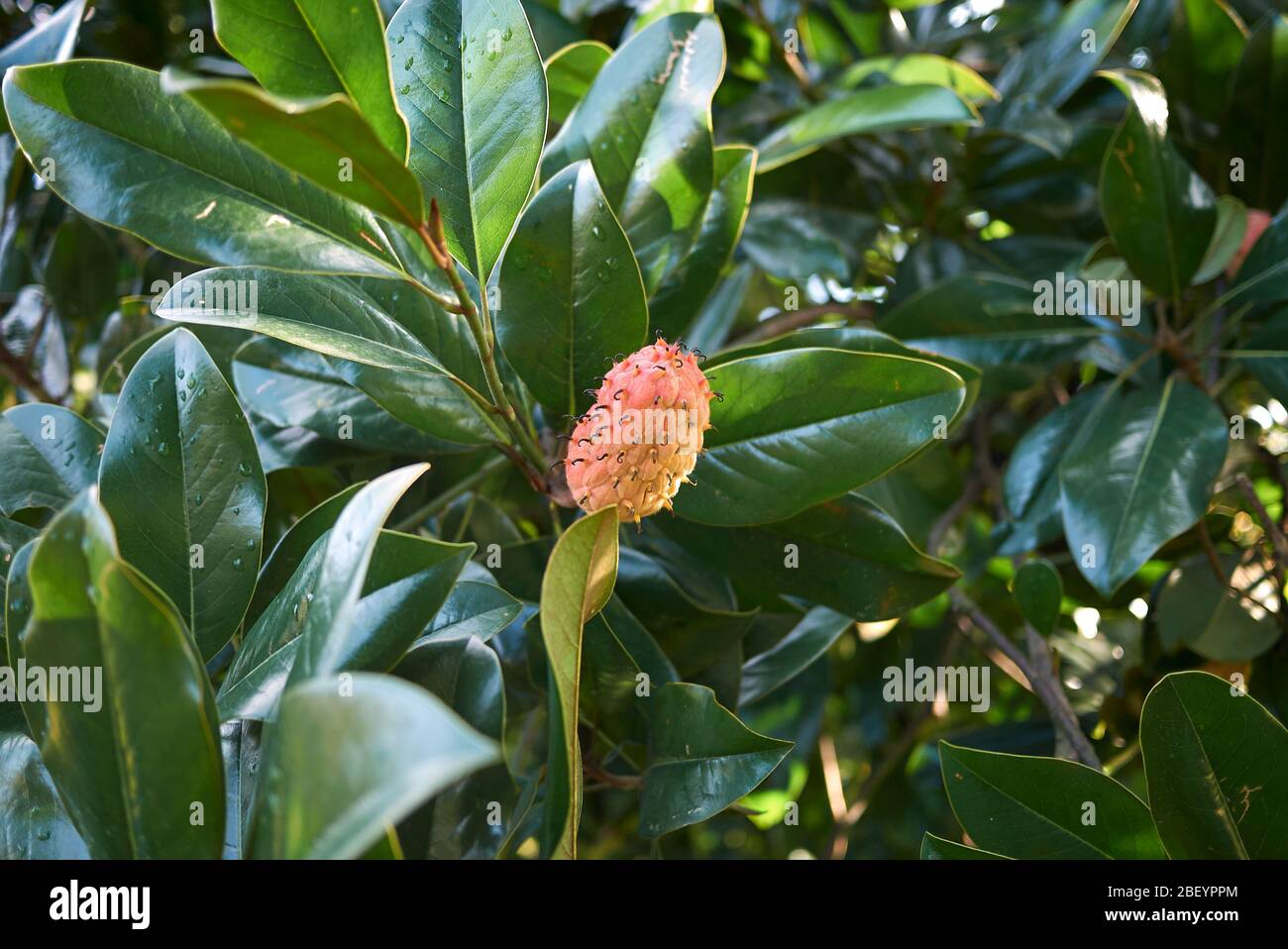 Frutto di una sempreverde magnolia magnolia grandiflora immagini e ...