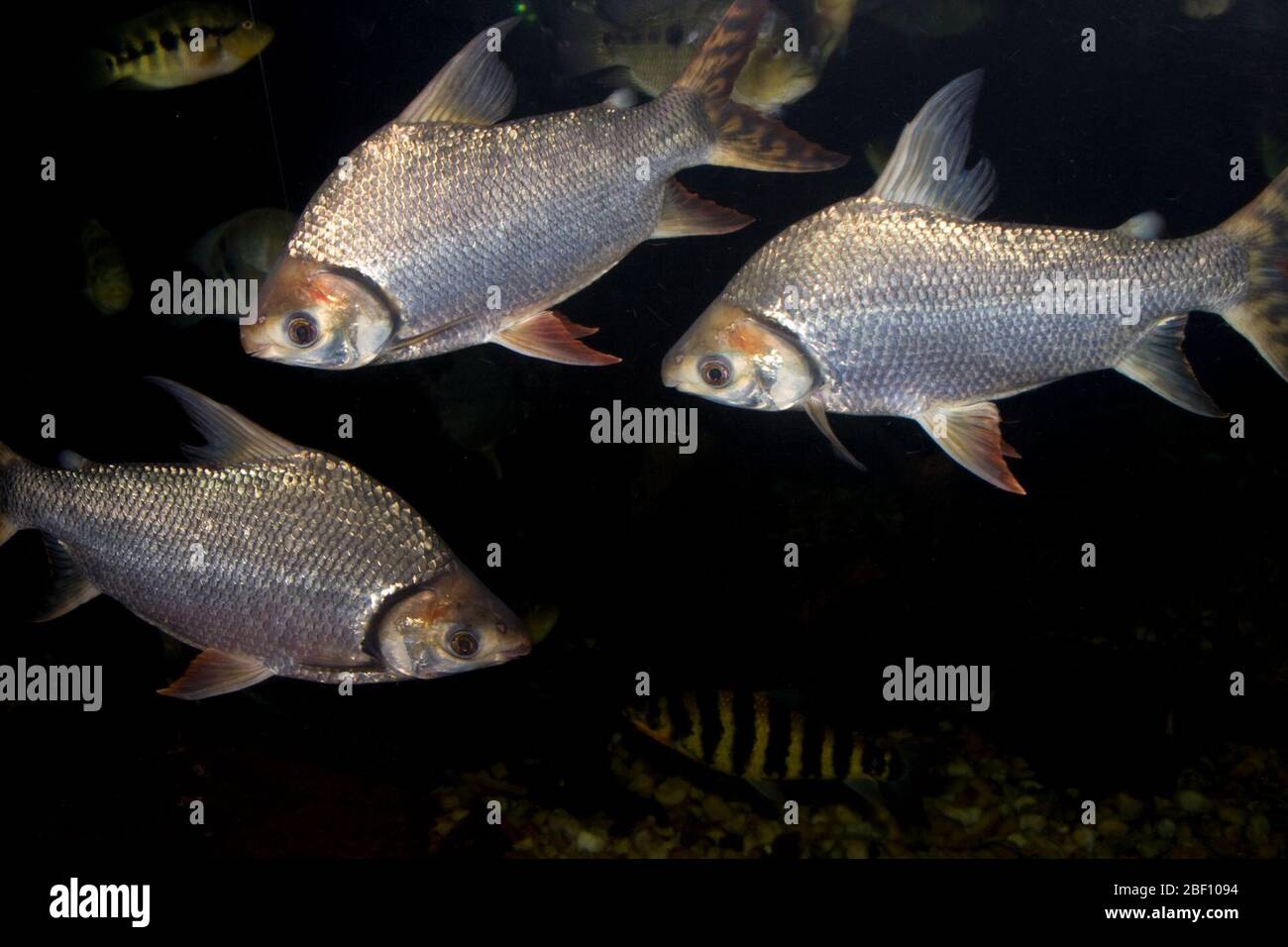 Flagtail Characin. Specie: Insignus,genere: Semaprochilodus,Famiglia ...