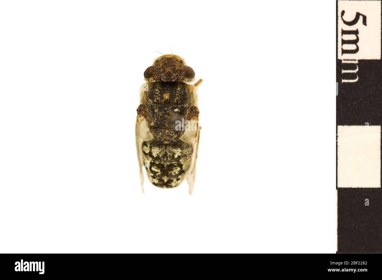 Bot fly larvae immagini e fotografie stock ad alta risoluzione - Alamy