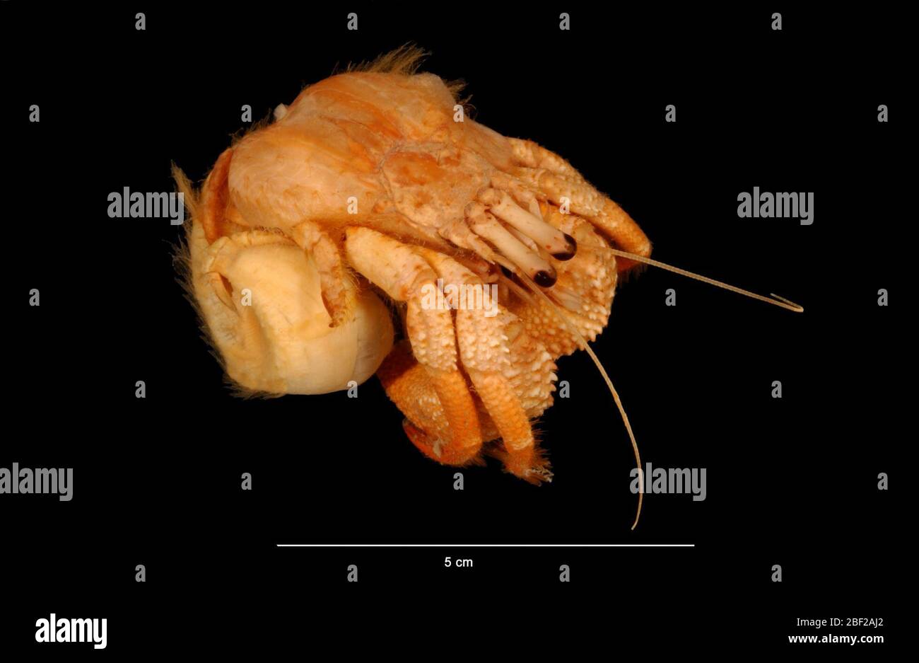 Petrochirus diogenes immagini e fotografie stock ad alta risoluzione ...