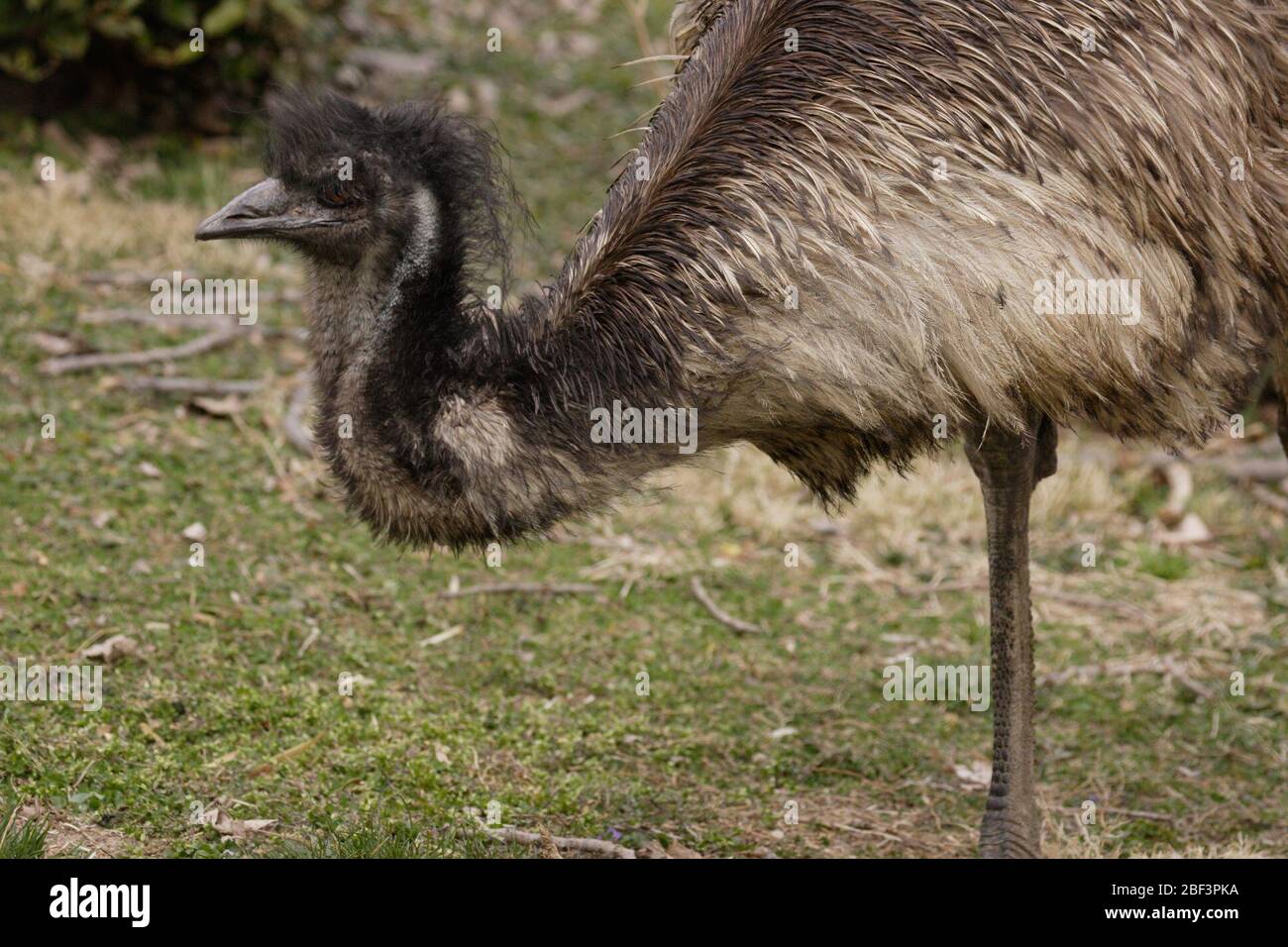 Emu. Male,Darwin,specie: Novaehollandiae,genere: Dromaius,Famiglia ...