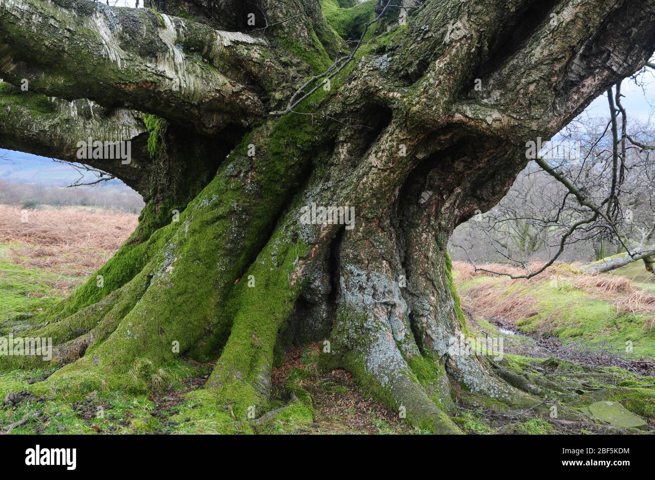 Tronco d'albero betulla pendula betulla d'argento immagini e fotografie ...