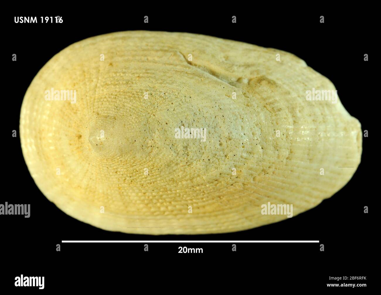 E elegans immagini e fotografie stock ad alta risoluzione - Alamy