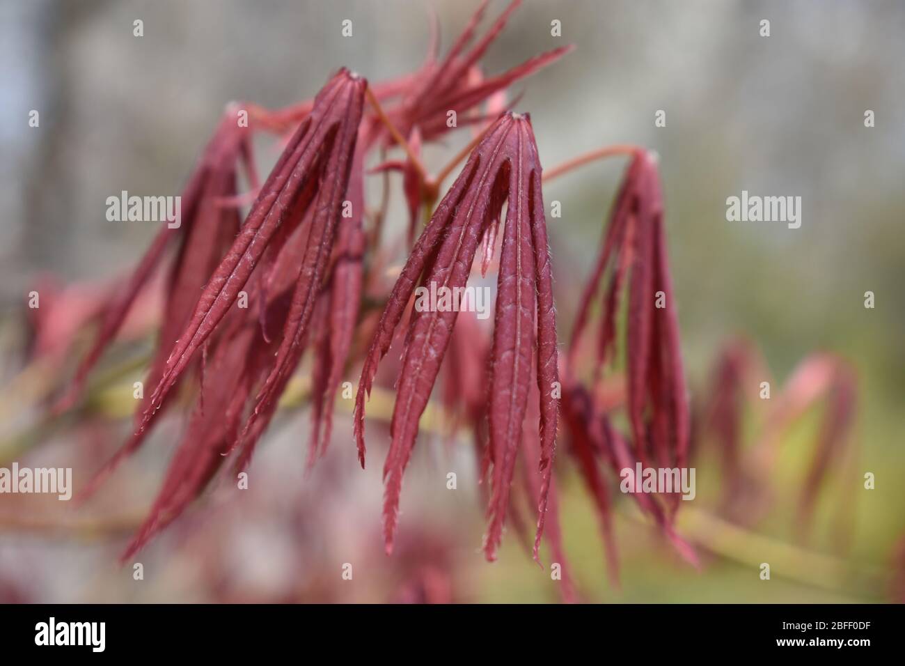 Giapponesi giovani e vecchi immagini e fotografie stock ad alta ...
