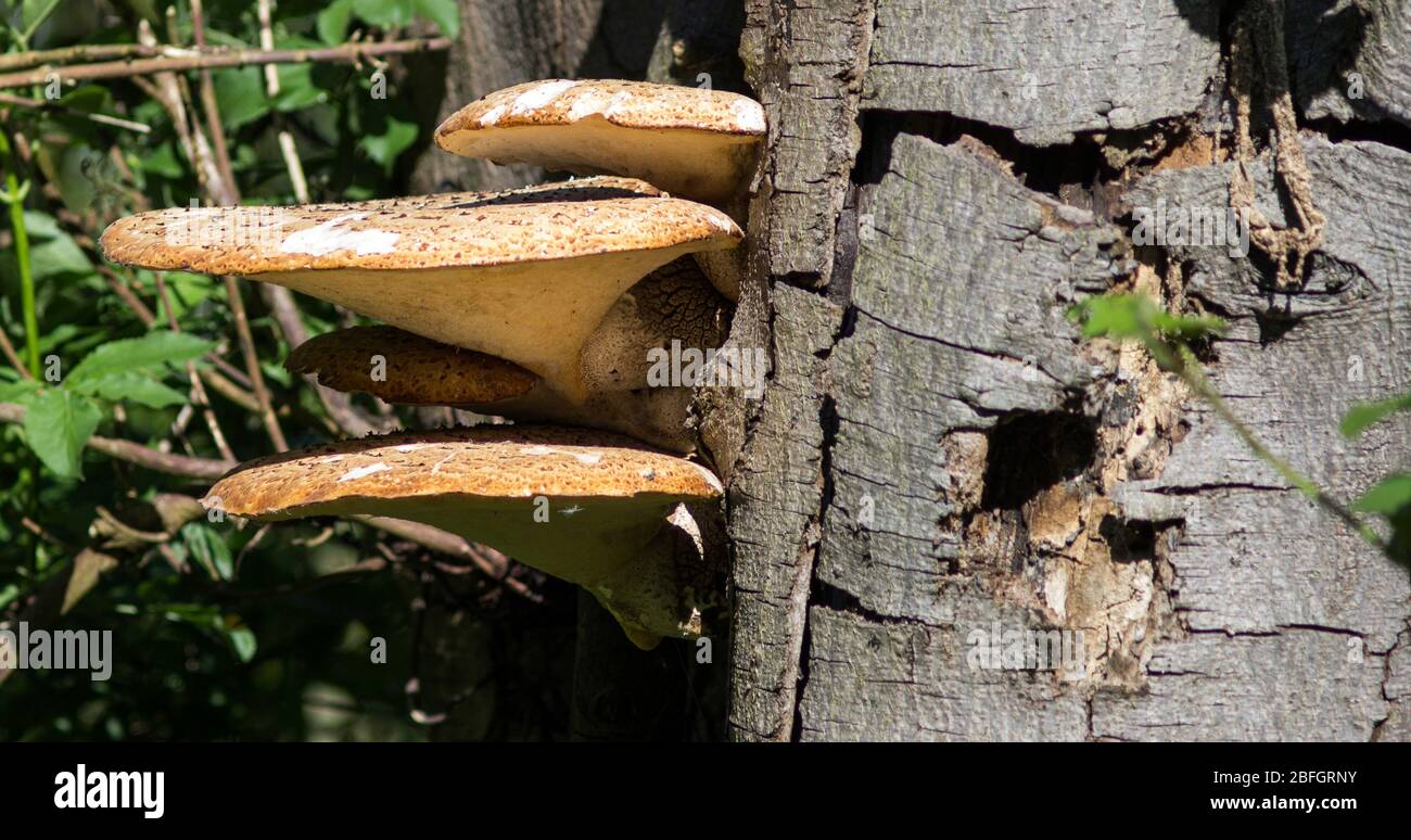 Funghi giganti immagini e fotografie stock ad alta risoluzione - Alamy