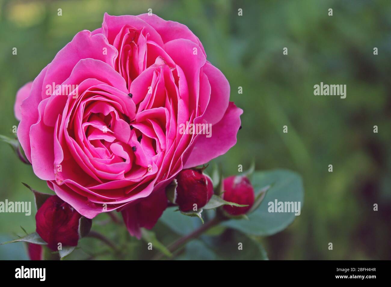Odorare le rose immagini e fotografie stock ad alta risoluzione - Alamy