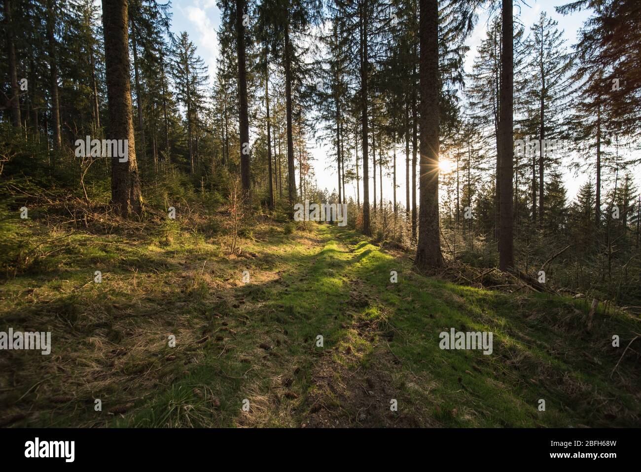 Foresta Nera Con Immagini e Fotos Stock - Alamy