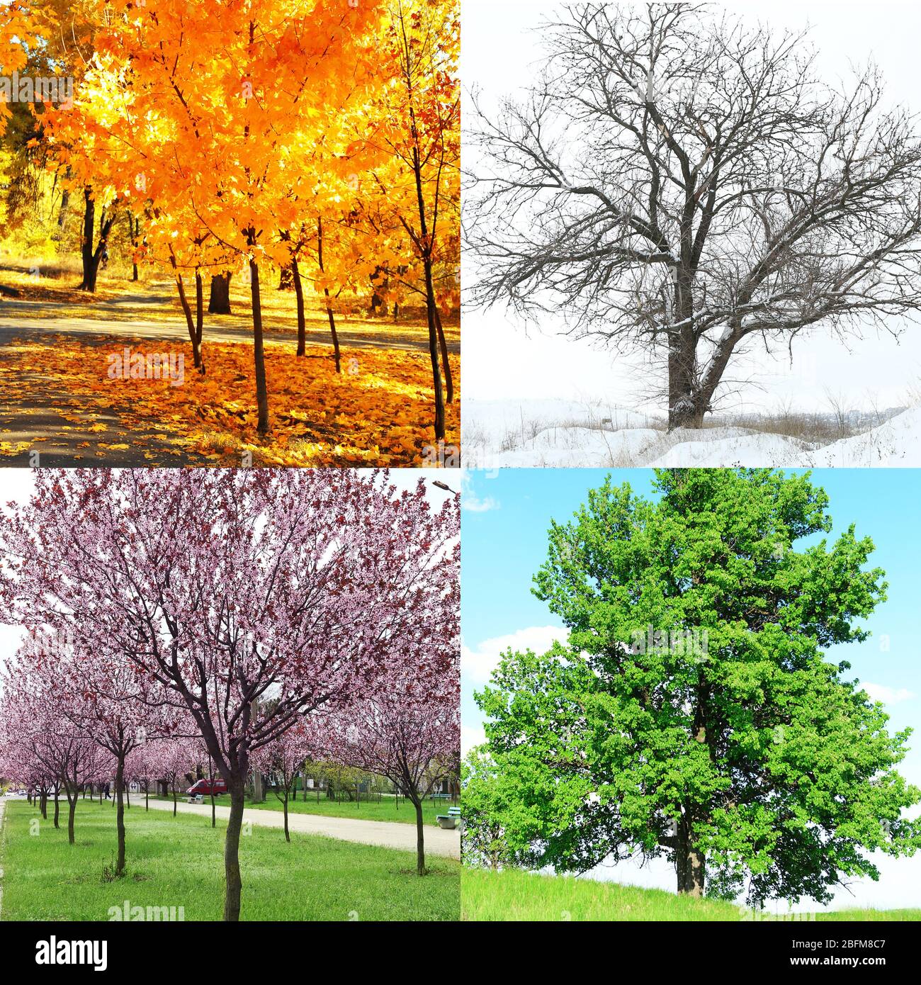 Collage quattro stagioni: Diverse foto di alberi belli in diversi ...