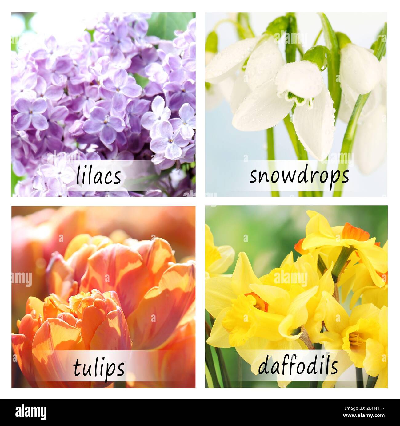 Nomi di fiori Immagini senza sfondo e Foto Stock ritagliate - Alamy