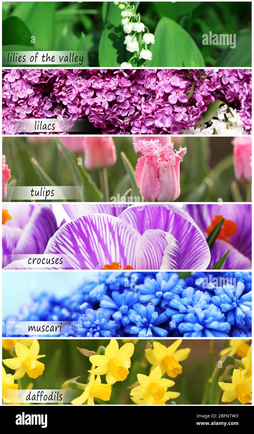 Nomi di fiori Immagini senza sfondo e Foto Stock ritagliate - Alamy