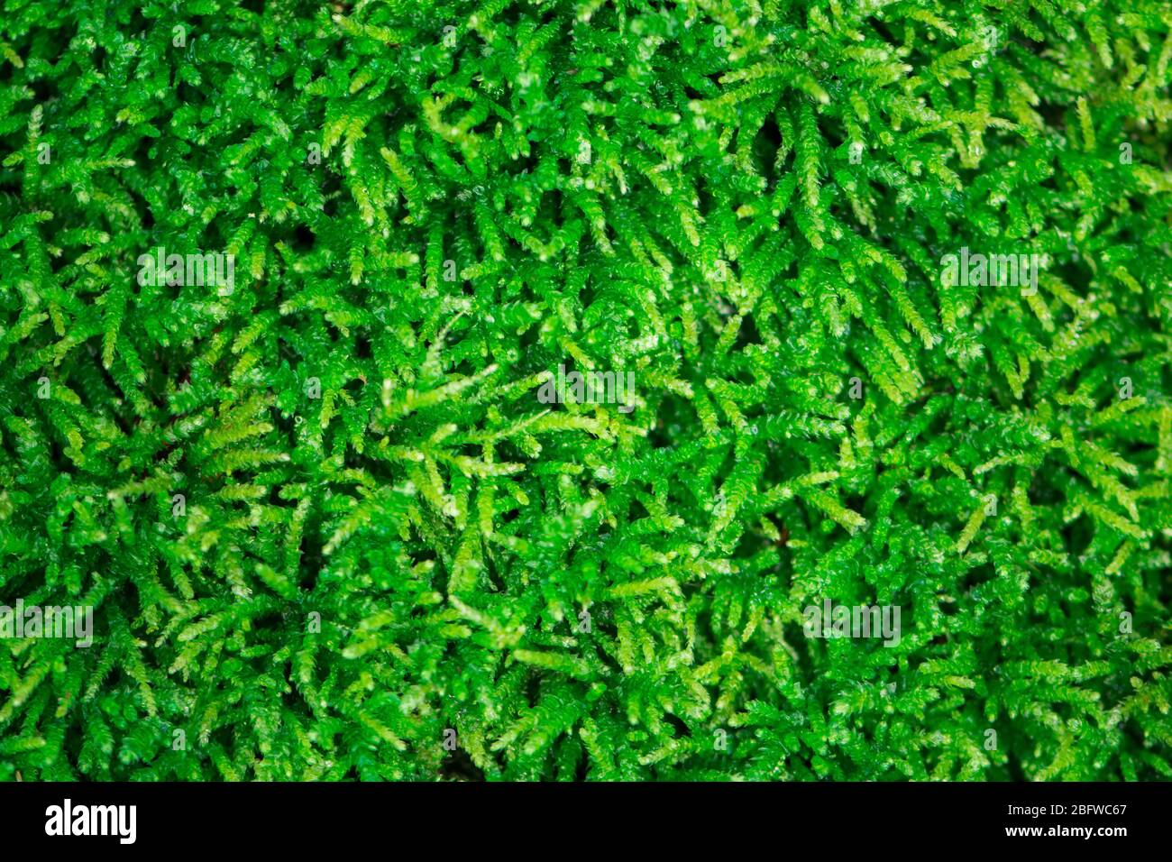 Vista a macroistruzione di struttura del muschio immagini e fotografie ...