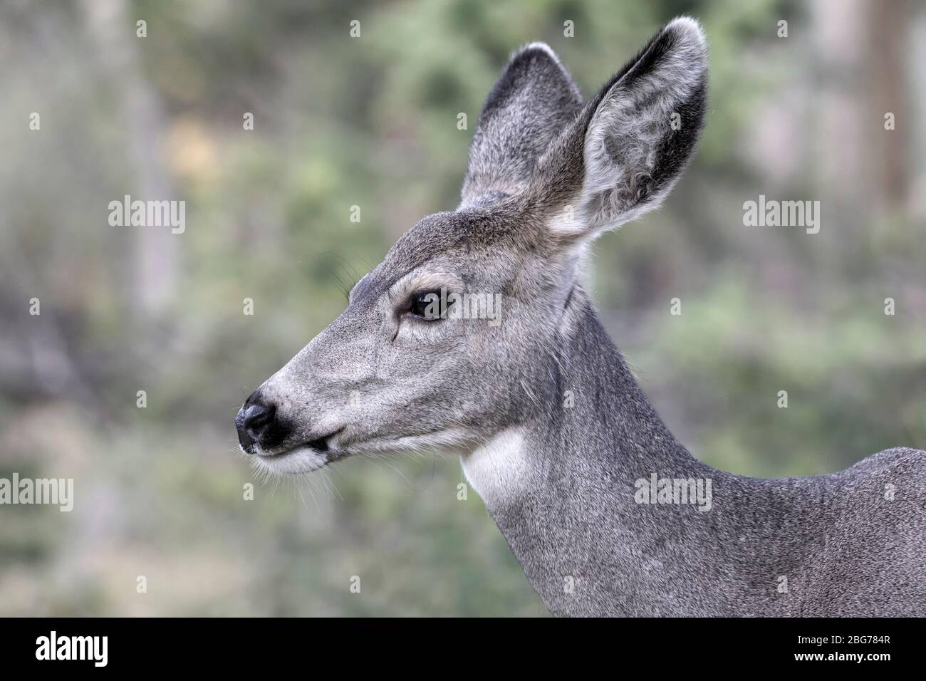 Mammifero cervo femmina cervo grande immagini e fotografie stock ad ...