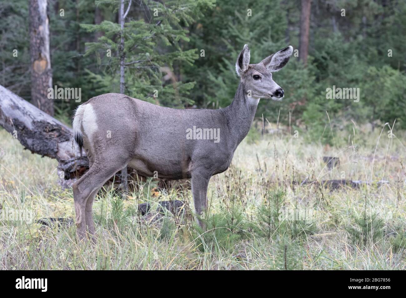 Mammifero cervo femmina cervo grande immagini e fotografie stock ad ...
