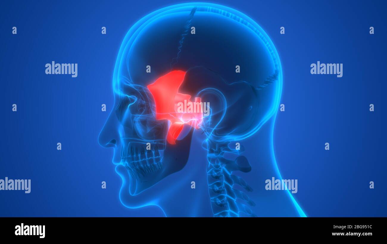 Sistema del scheletro umano parti ossee del cranio Anatomia Foto stock ...