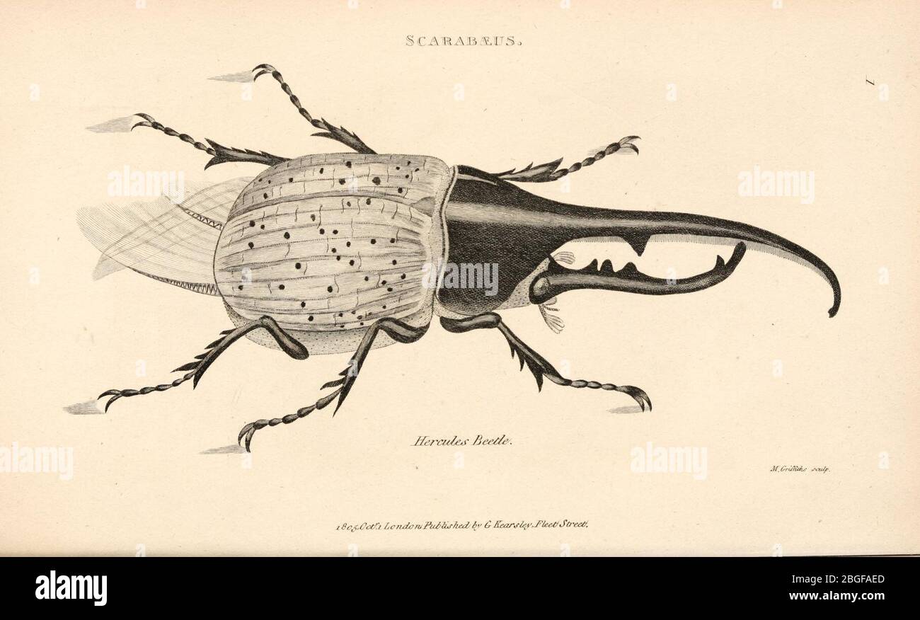 Scarabeo ercole immagini e fotografie stock ad alta risoluzione - Alamy