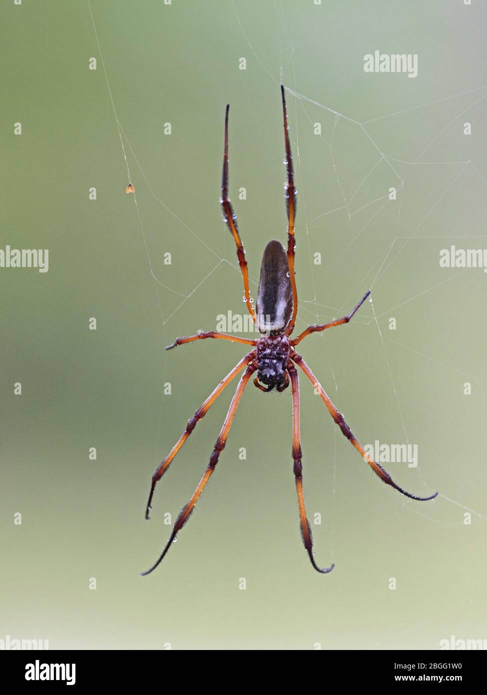 Nephila inaurata madagascariensis immagini e fotografie stock ad alta ...