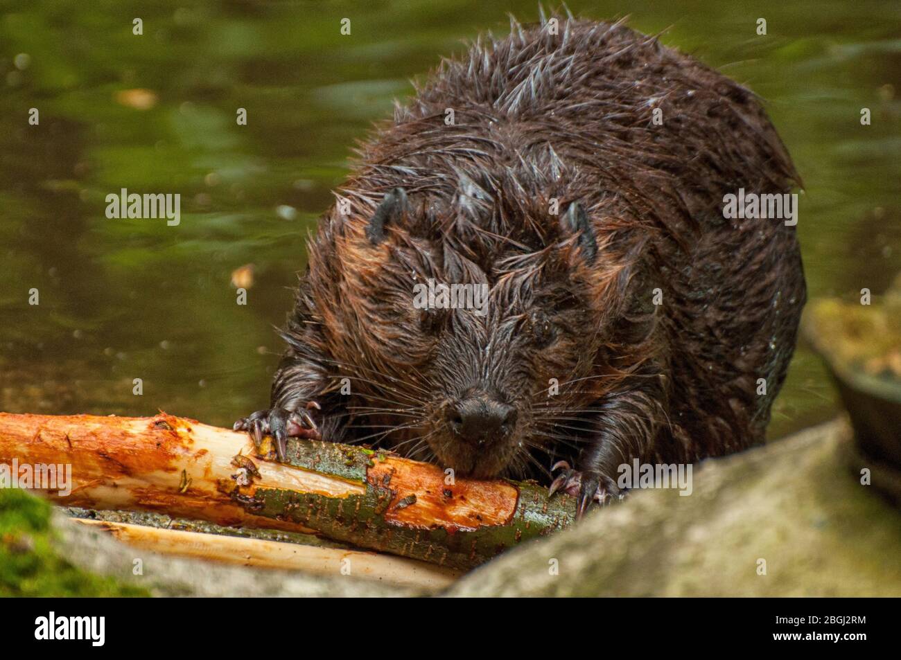 Felice castoro immagini e fotografie stock ad alta risoluzione - Alamy