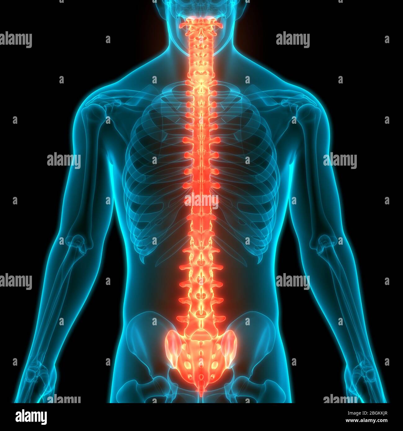 La colonna vertebrale di scheletro umano anatomia del sistema Foto ...