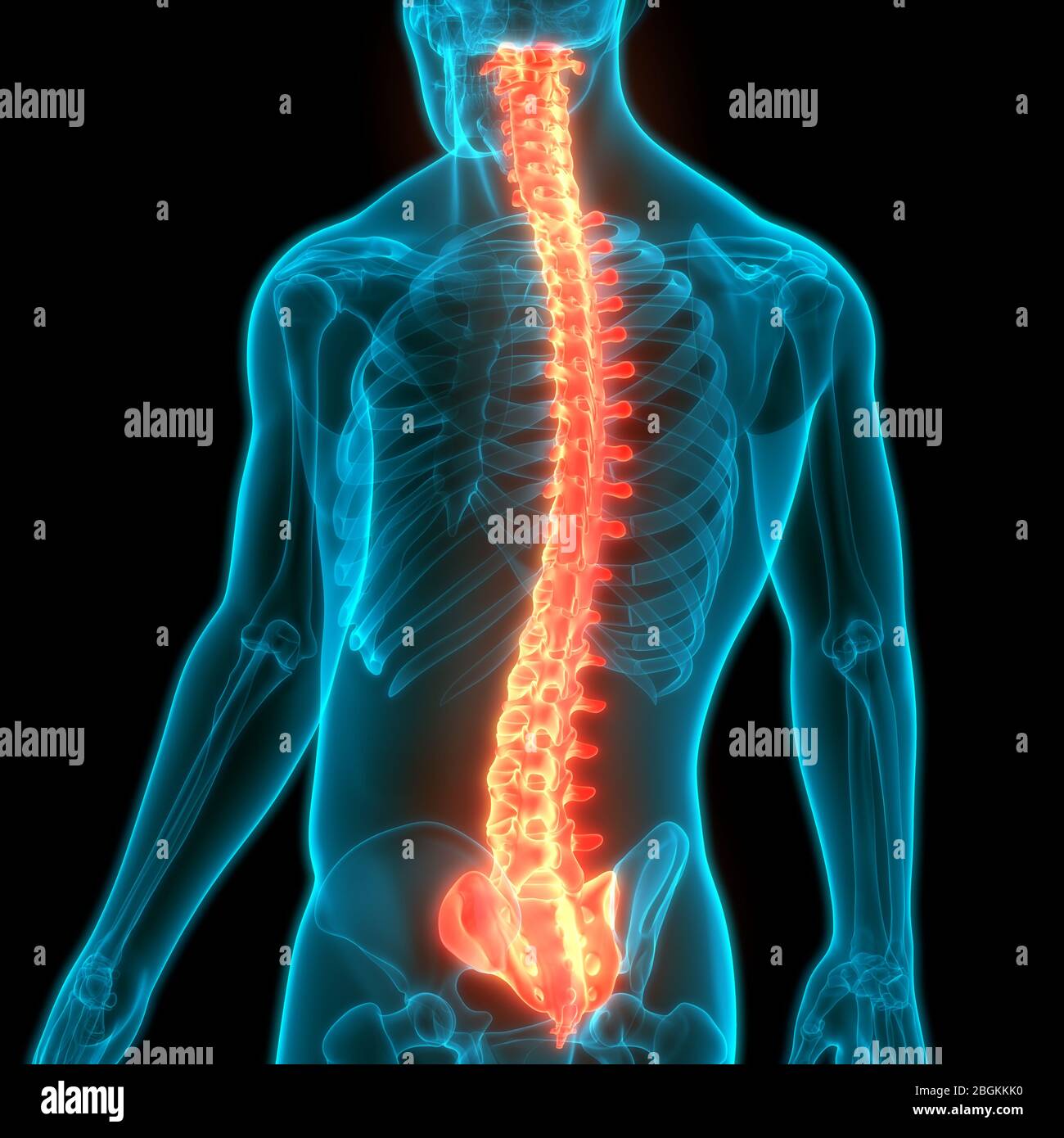 La colonna vertebrale di scheletro umano anatomia del sistema Foto ...