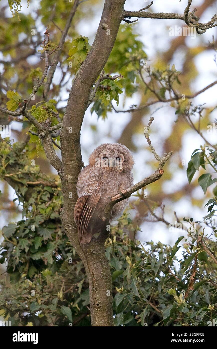 Giovani gufi bruni strix aluco immagini e fotografie stock ad alta risoluzione - Alamy