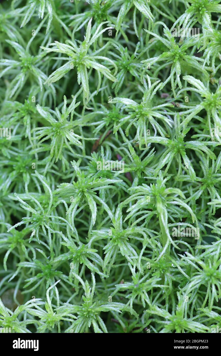 Sphagnum girgensohnii, conosciuto come il boss di Girgensohn o il ...