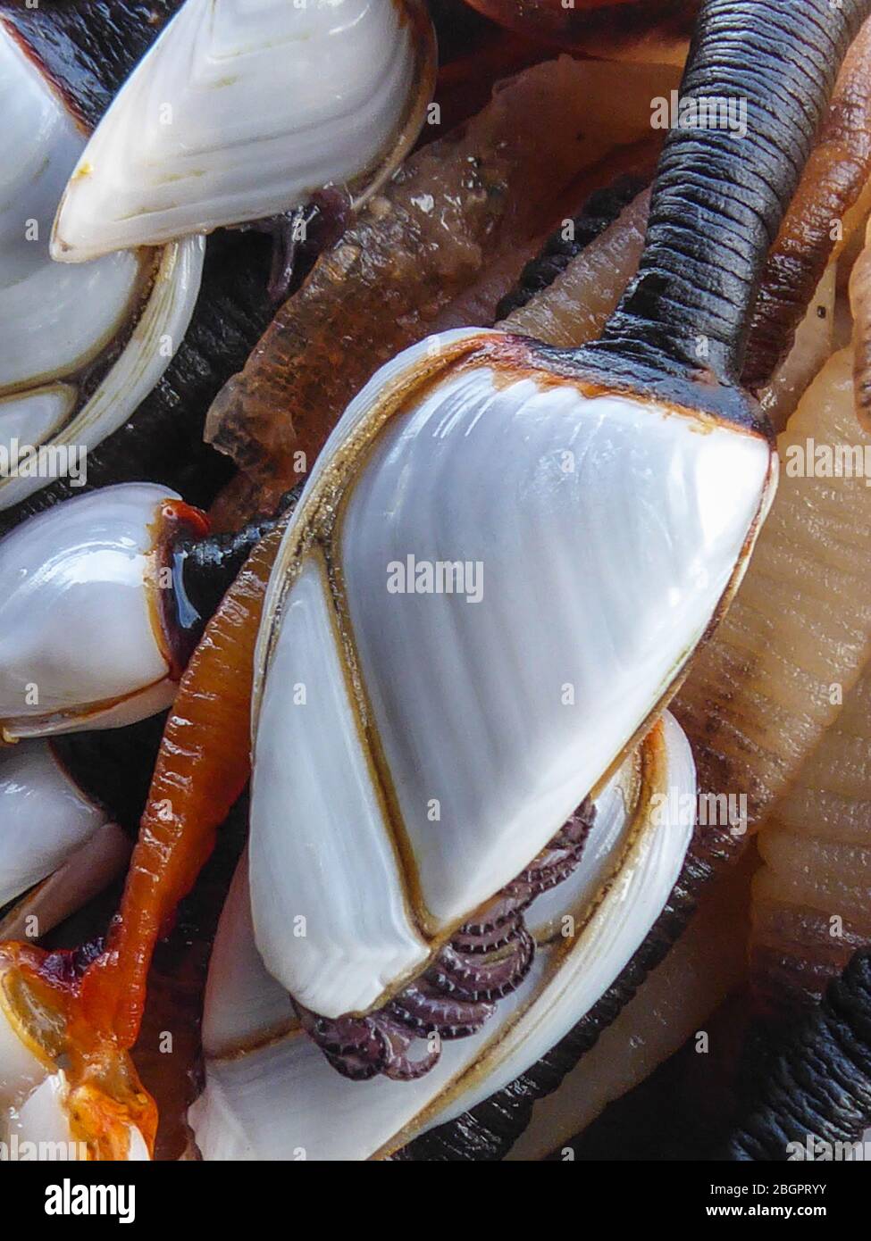 Cirripedi a stelo immagini e fotografie stock ad alta risoluzione - Alamy