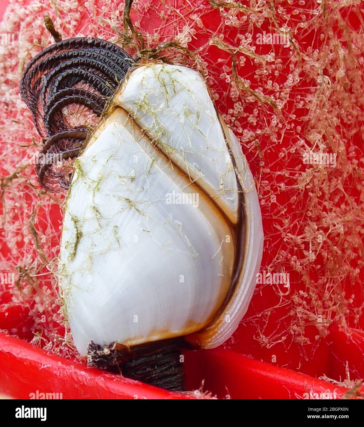 Cirripedi a stelo immagini e fotografie stock ad alta risoluzione - Alamy