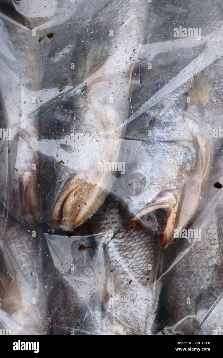Pesci mangiano plastica immagini e fotografie stock ad alta risoluzione ...