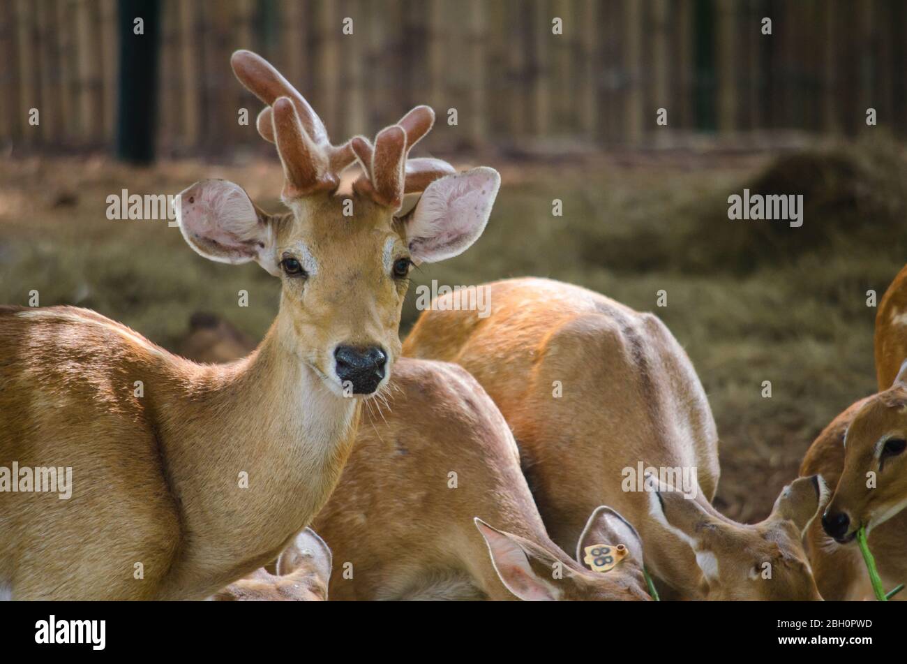 Cervo dalle corna immagini e fotografie stock ad alta risoluzione - Alamy