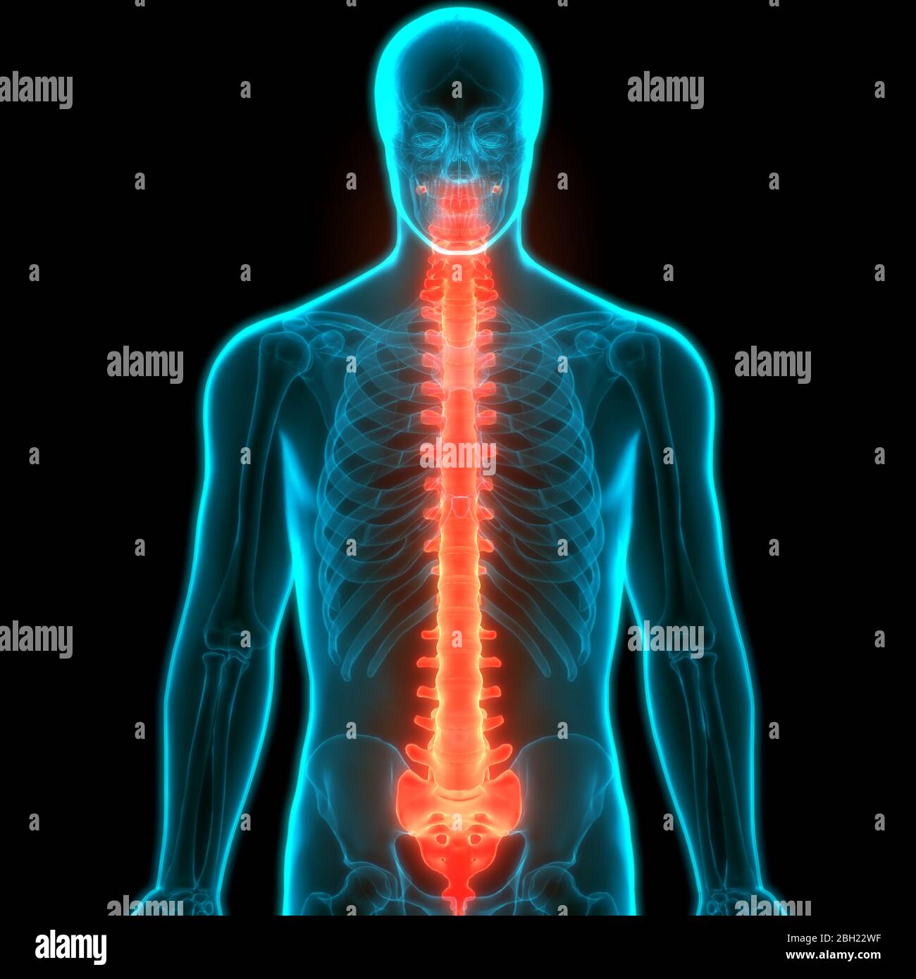 La colonna vertebrale di scheletro umano anatomia del sistema Foto ...