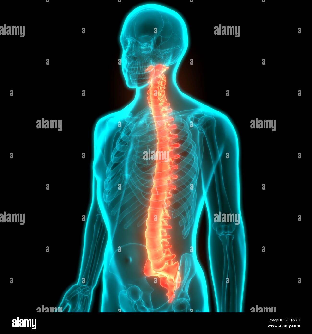 La colonna vertebrale di scheletro umano anatomia del sistema Foto ...