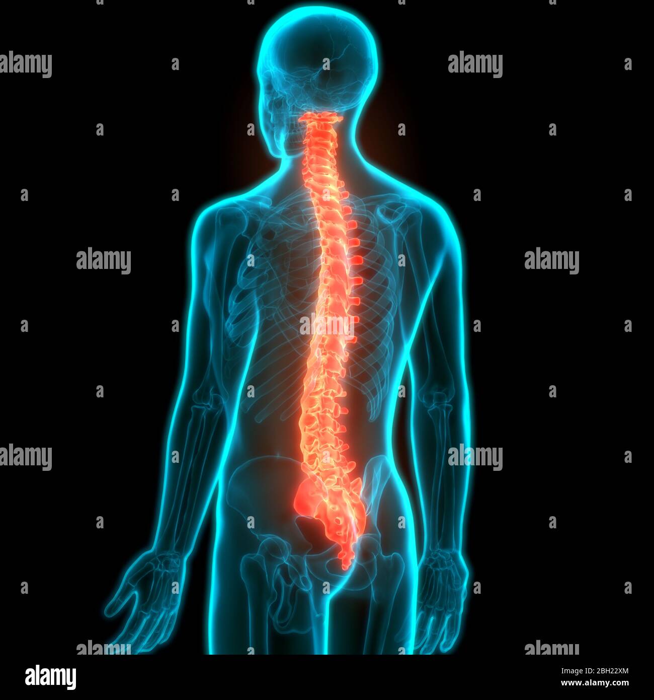 La colonna vertebrale di scheletro umano anatomia del sistema Foto ...