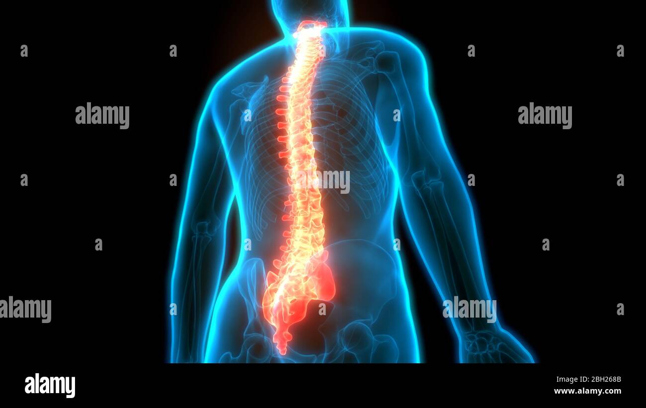 La colonna vertebrale di scheletro umano anatomia del sistema Foto ...
