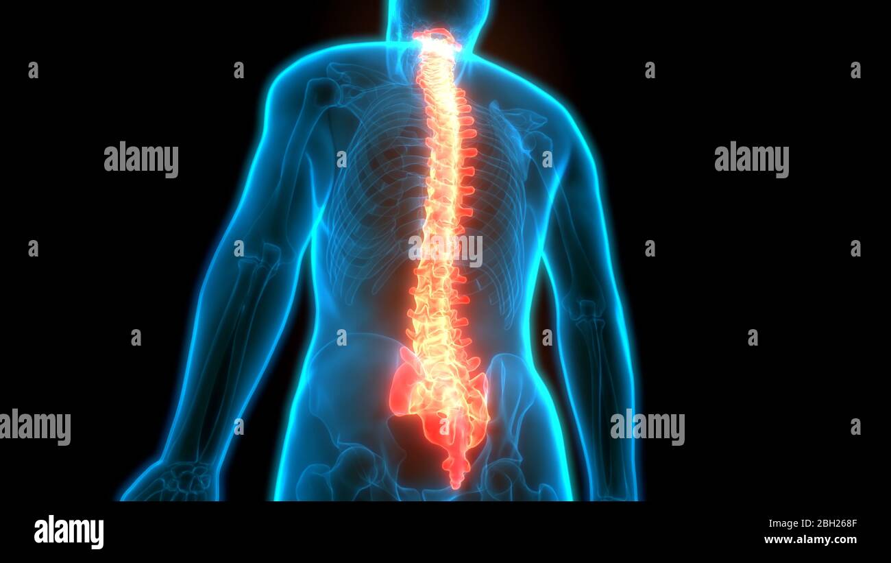 La colonna vertebrale di scheletro umano anatomia del sistema Foto ...