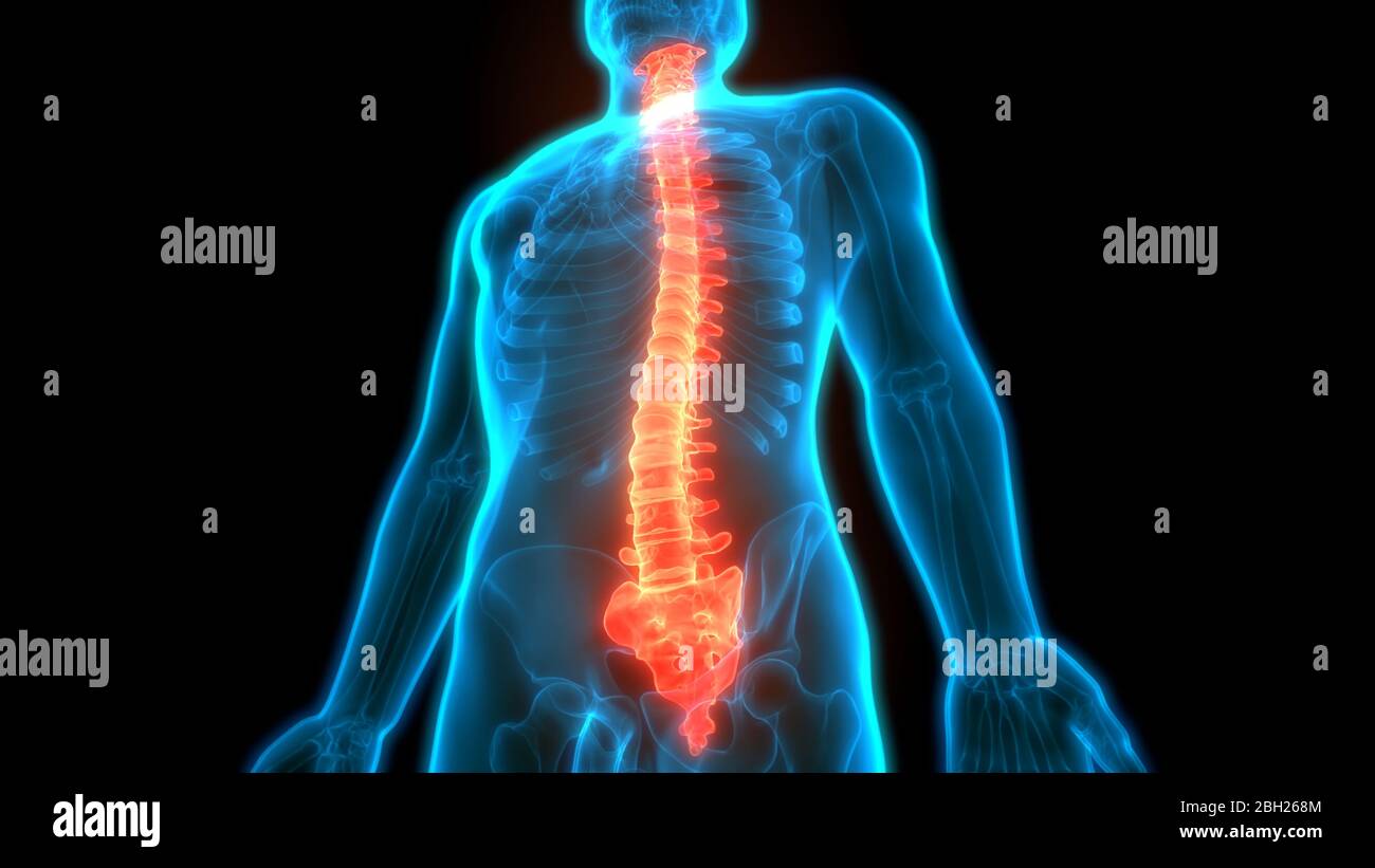 La colonna vertebrale di scheletro umano anatomia del sistema Foto ...