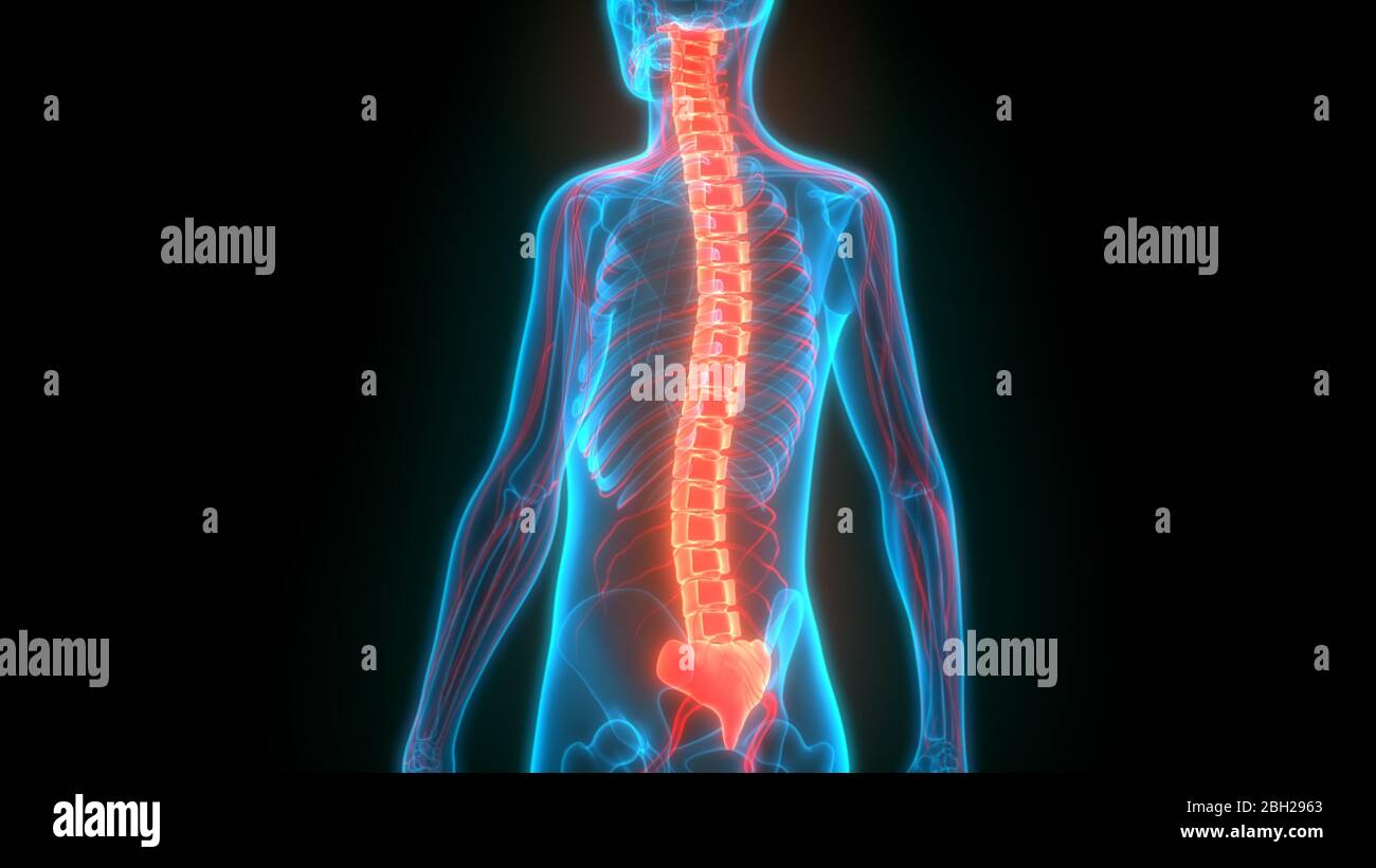 La colonna vertebrale di scheletro umano anatomia del sistema Foto ...