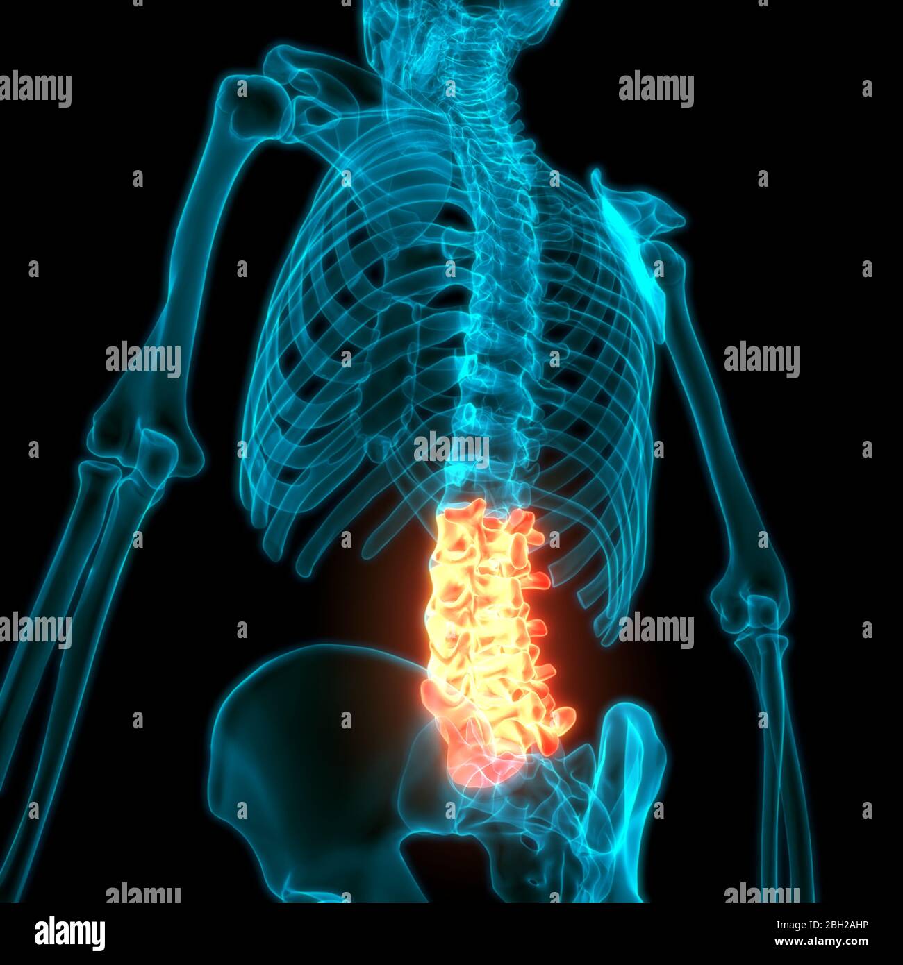 La colonna vertebrale di scheletro umano anatomia del sistema Foto ...