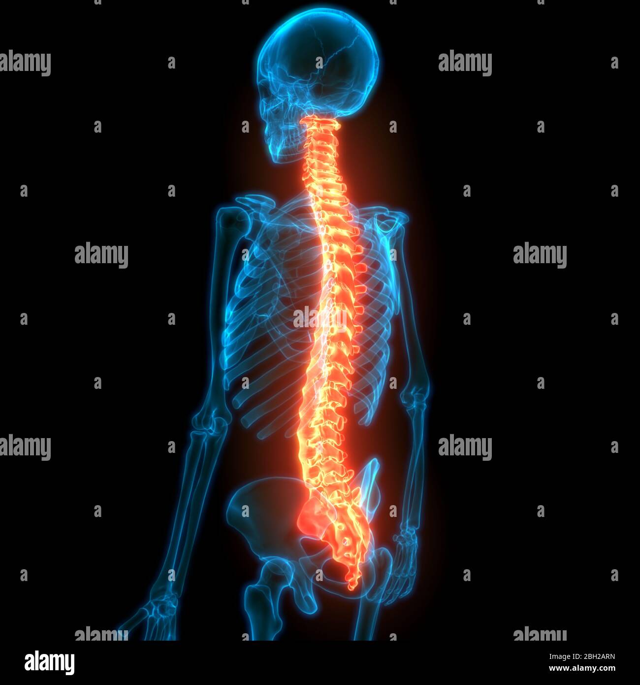 La colonna vertebrale di scheletro umano anatomia del sistema Foto ...