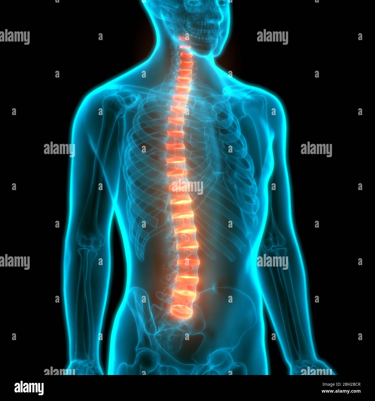 La colonna vertebrale di scheletro umano anatomia del sistema Foto ...