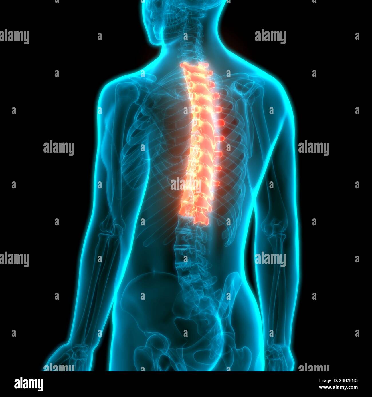 La colonna vertebrale di scheletro umano anatomia del sistema Foto ...