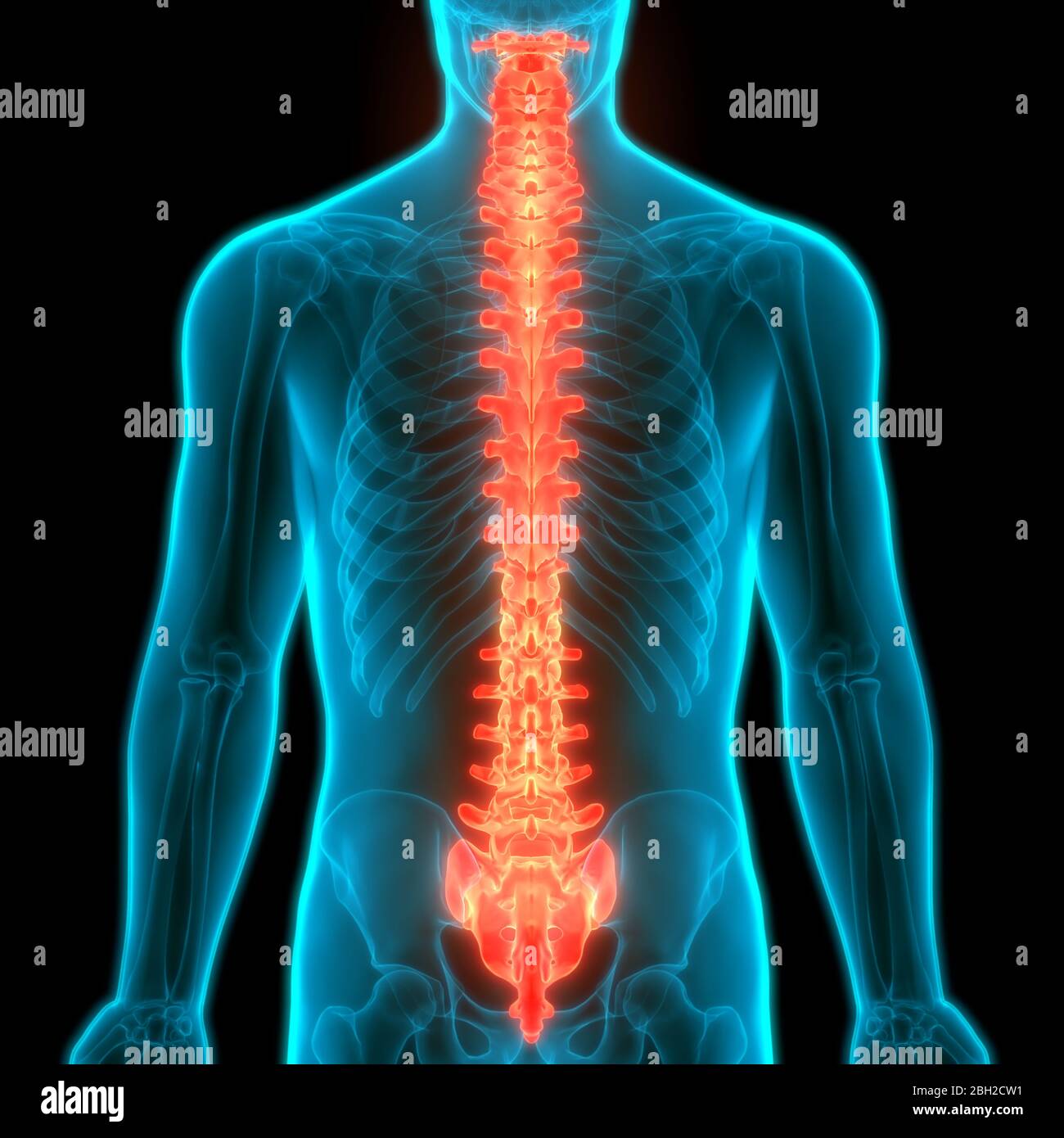 La colonna vertebrale di scheletro umano anatomia del sistema Foto ...