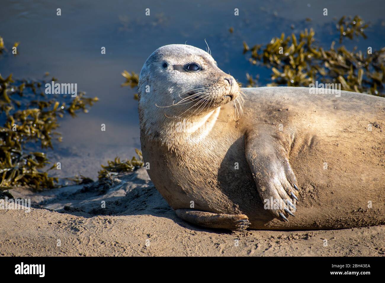 Mammifero Fiume Acquatico Immagini e Fotos Stock - Alamy