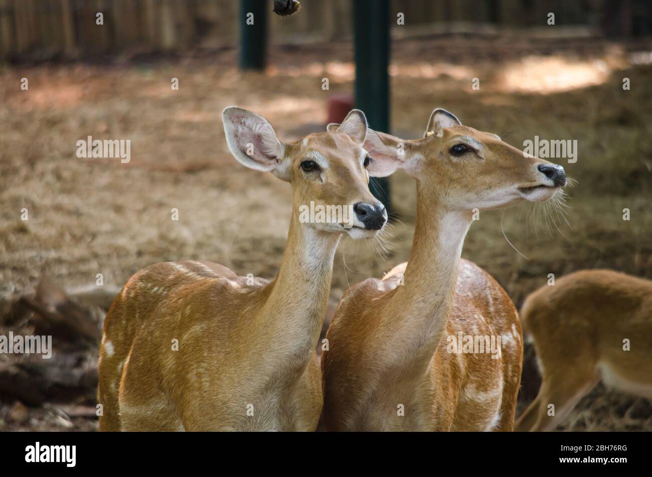 Cervo dalle corna immagini e fotografie stock ad alta risoluzione - Alamy