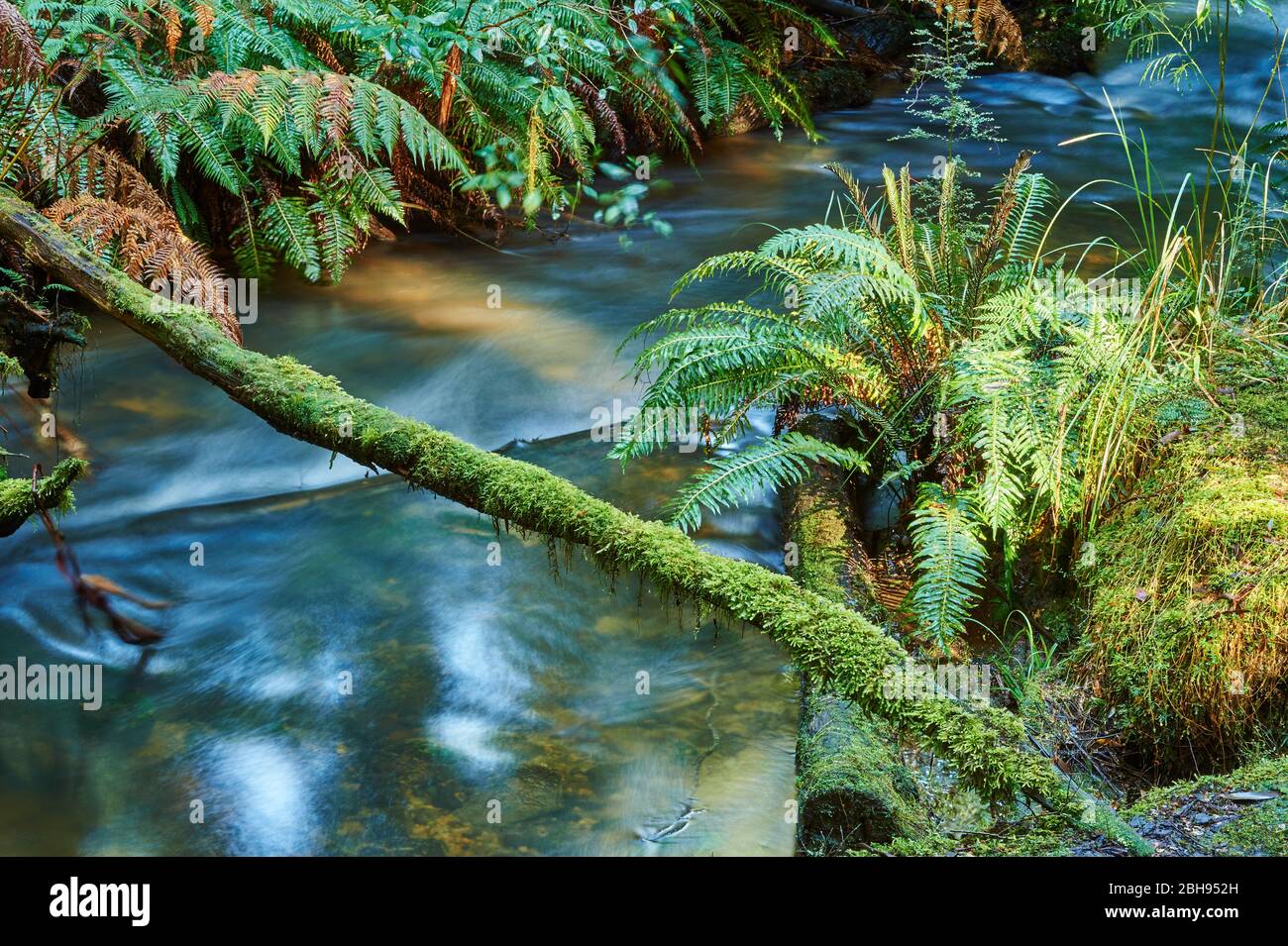 Victoria forest park immagini e fotografie stock ad alta risoluzione ...